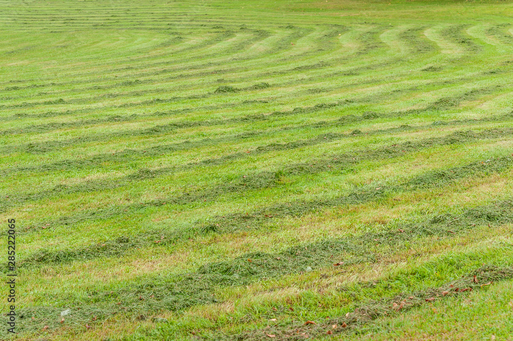 abstract background of cut grass with beautiful curved mooving lines ...