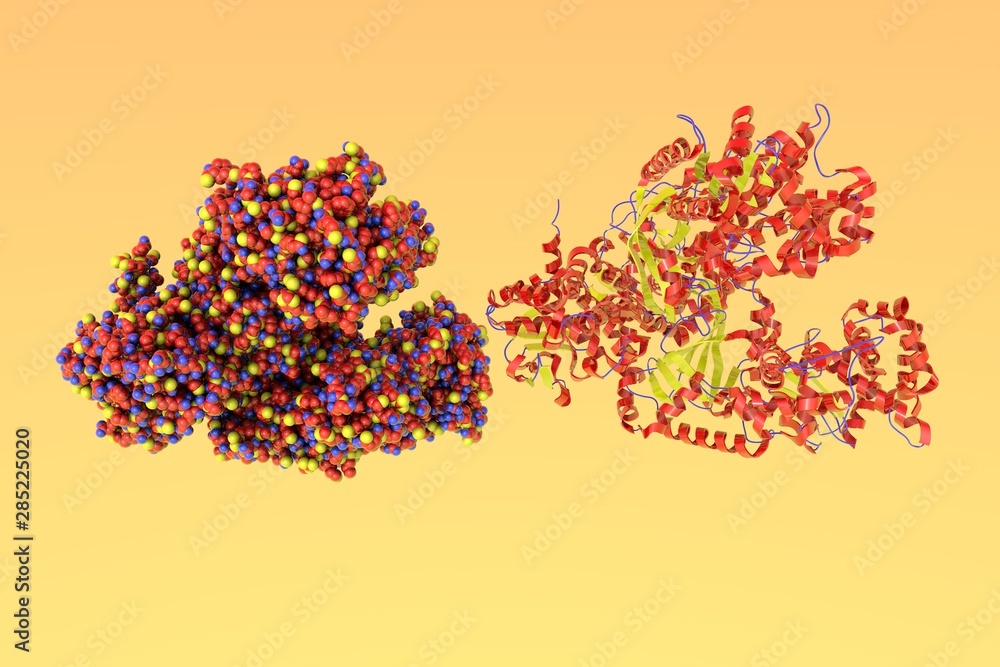 Anthrax toxin lethal factor. Molecular and crystal structure of anthrax ...
