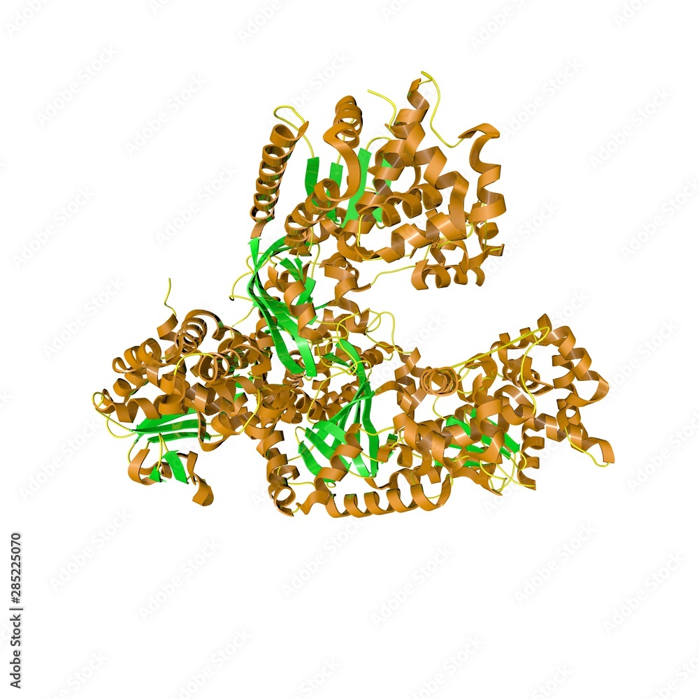 Anthrax toxin lethal factor. Crystal structure of toxin produced by ...