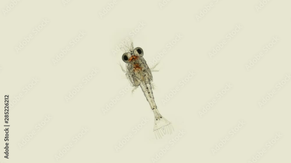 Stockvideon Black Sea plankton and zooplankton under a microscope ...