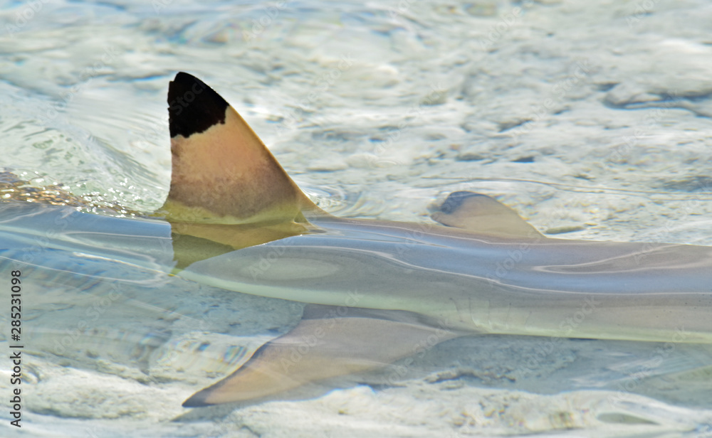 Aileron de requin au lagon bleu, Rangiroa, Polynésie Française Stock ...