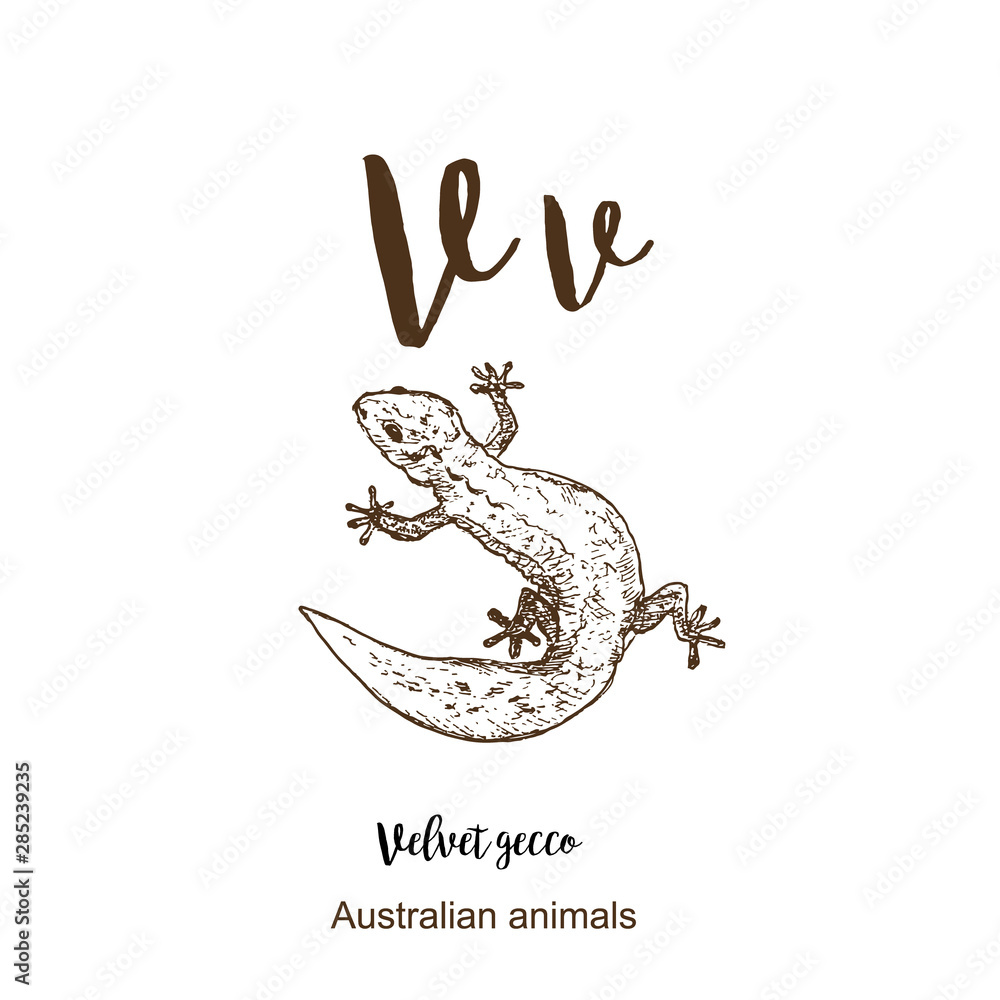 Velvet gecco, A to z, alphabet sketch australian animals drawing vector ...
