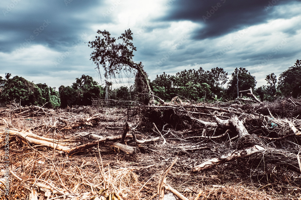 Environmental Crisis Unveiled: Devastating Effects of Deforestation and ...