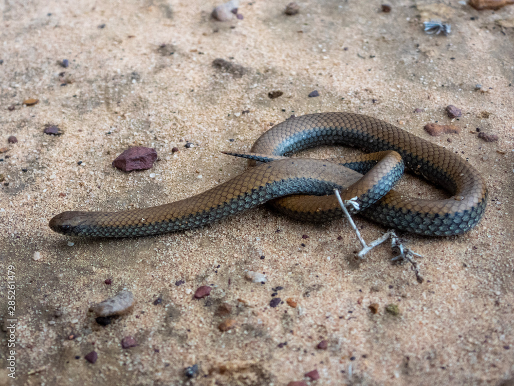 Common Slug-Eater Snake (Duberria lutrix) from South Africa Stock Photo ...