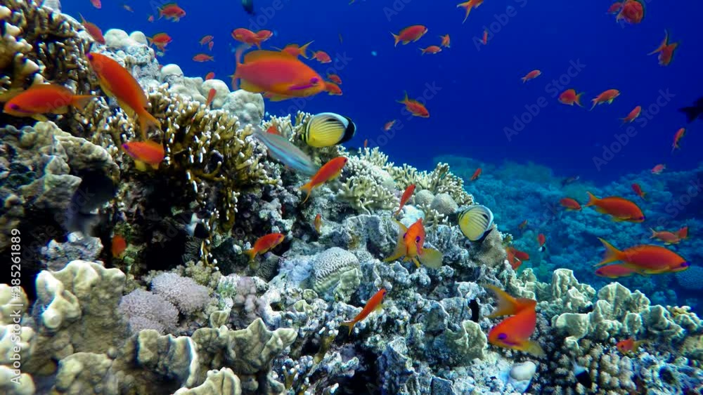 Ocean. Underwater life in the ocean. Colorful corals and fish. Stock ...