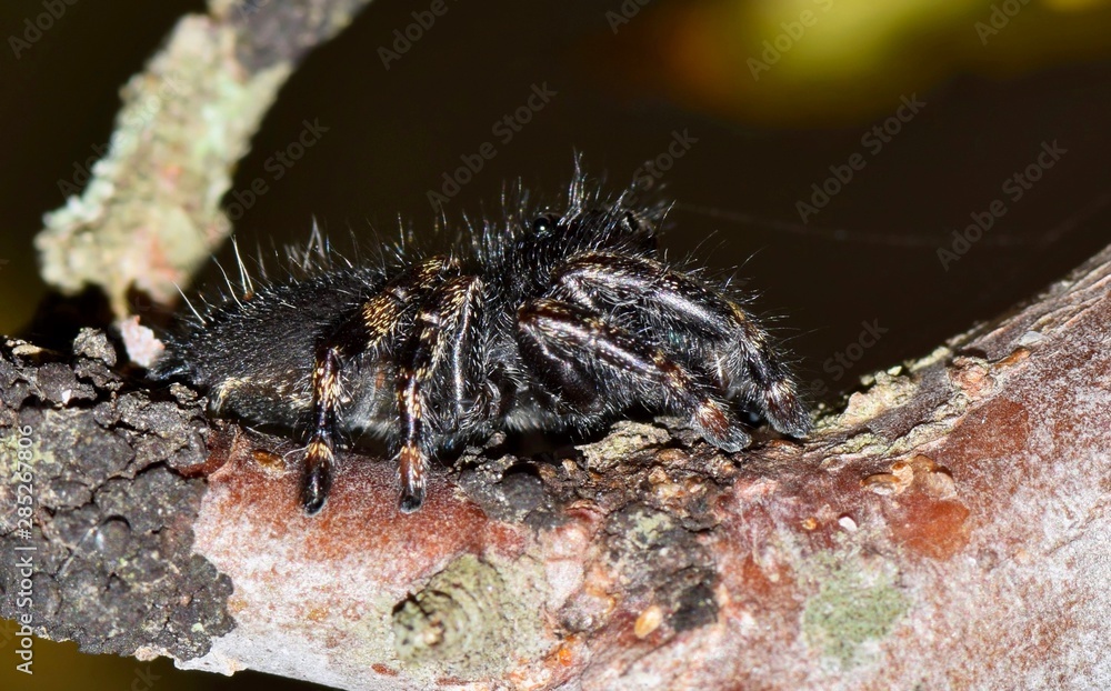 Bold Jumping Spider, side view on a tree branch in Houston, TX ...