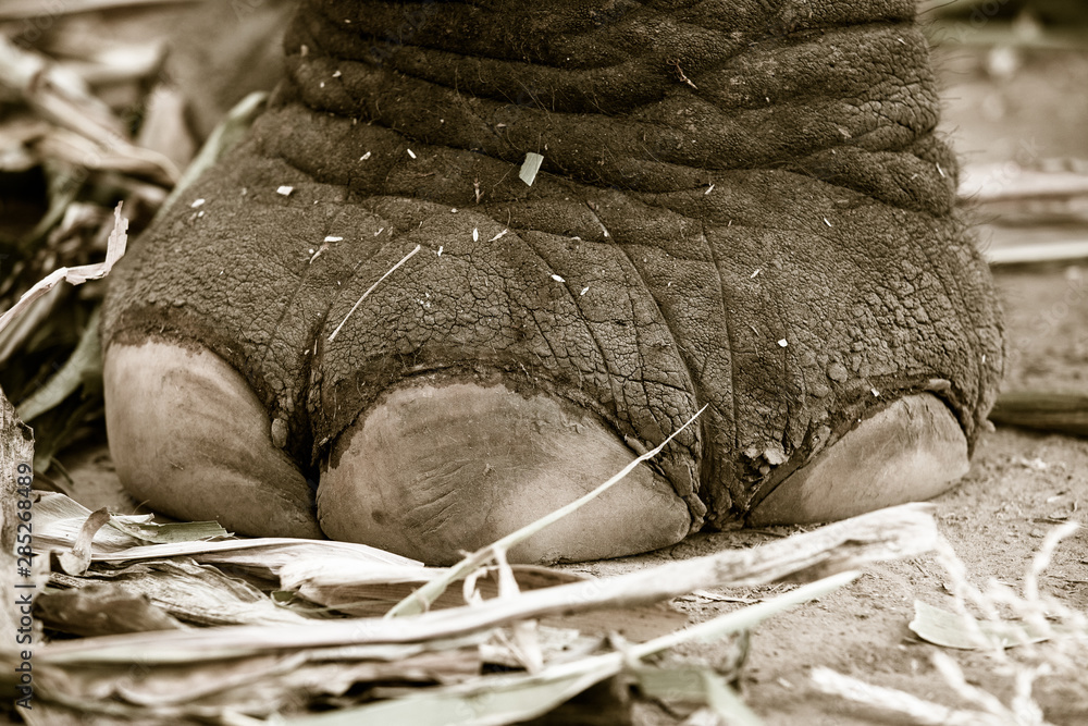 (Close up)Asian elephant's feet, elephants walking on the floor, the ...