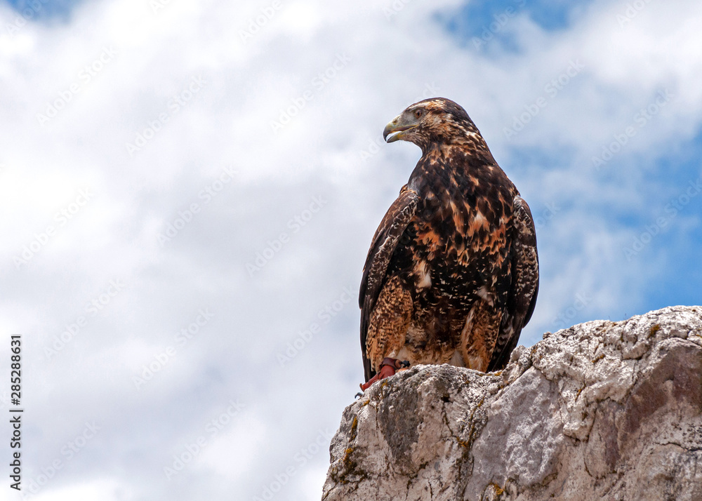 Yellow S Hawk Eyes