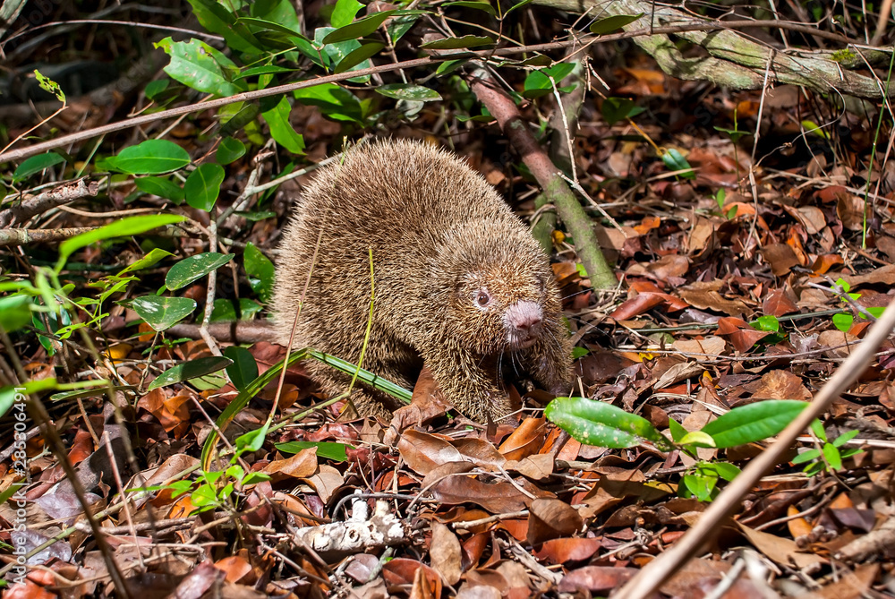Bristle spined rat photographed in Guarapari, Espirito Santo. Southeast ...
