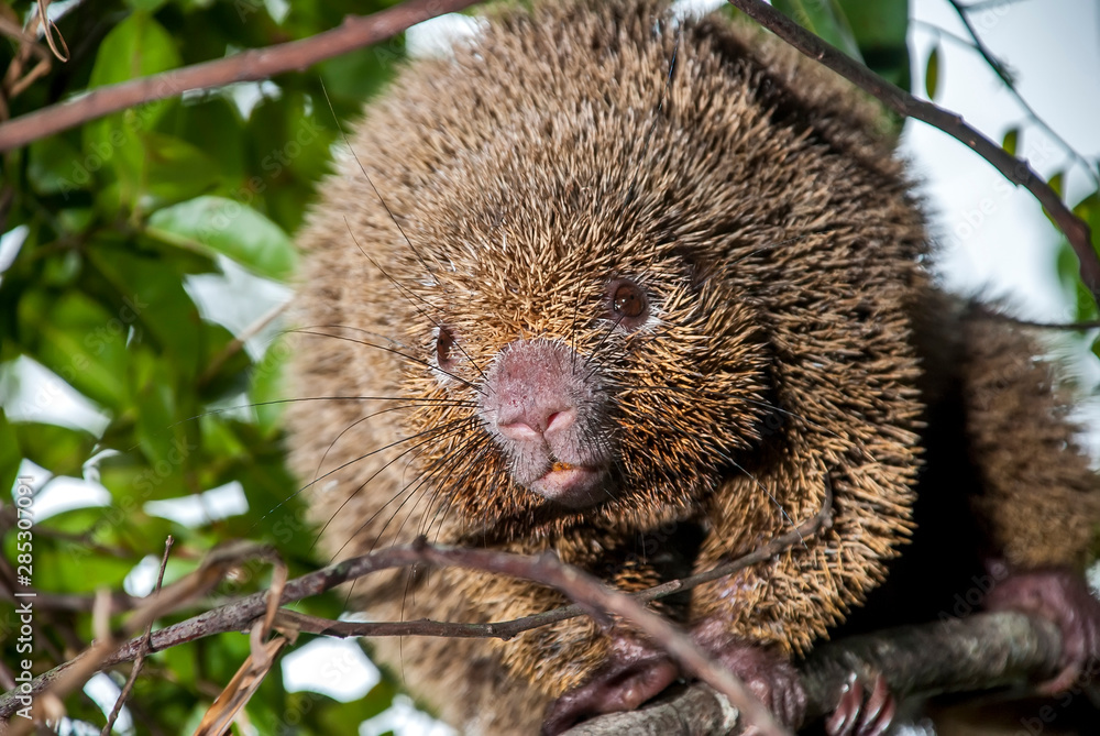 Bristle spined rat photographed in Guarapari, Espirito Santo. Southeast ...