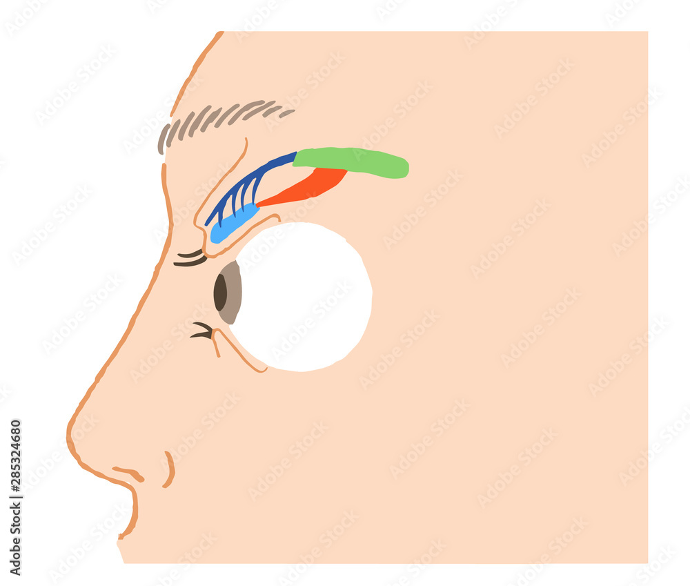 Diagram of eyelid structure and mechanism Stock Illustration | Adobe Stock