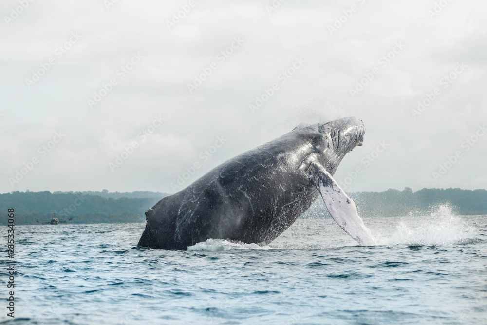 Ballenas jorobadas saltando en el océano Pacífico en la costa de ...