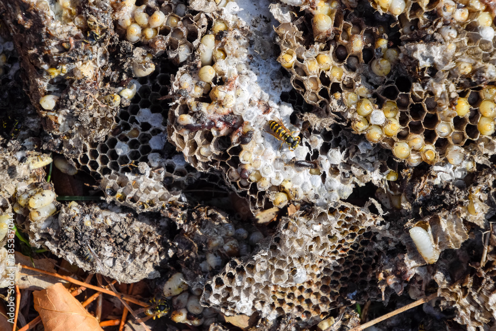 Destroyed hornet's nest. Drawn on the surface of a honeycomb hornet's ...