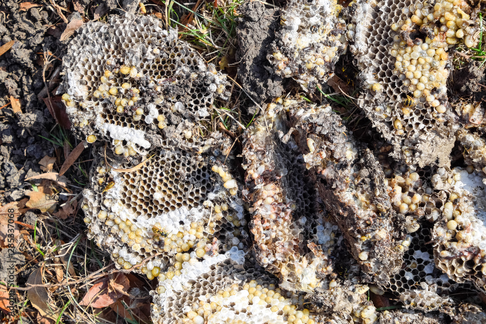 Destroyed hornet's nest. Drawn on the surface of a honeycomb hornet's ...