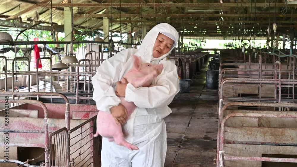 Asian veterinarian working and checking the big pig healthy in hog ...
