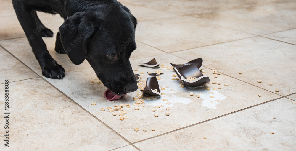 Puppy Eating Food Mess