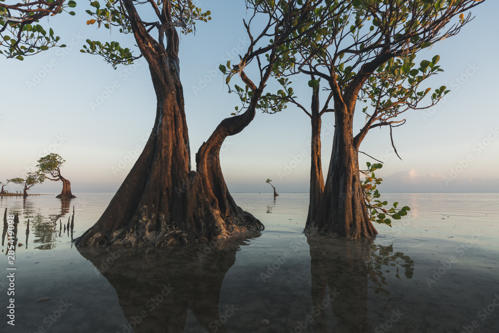 Mangrove trees Walakiri beach Sumba Island Indonesia Stock Photo ...