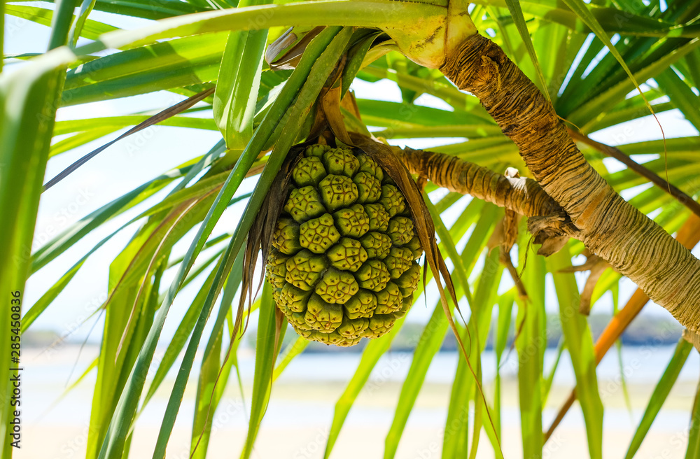 Fruit pandanus grows on a tree on the island of Bali in Indonesia ...