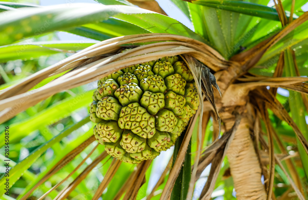 Fruit pandanus grows on a tree on the island of Bali in Indonesia ...