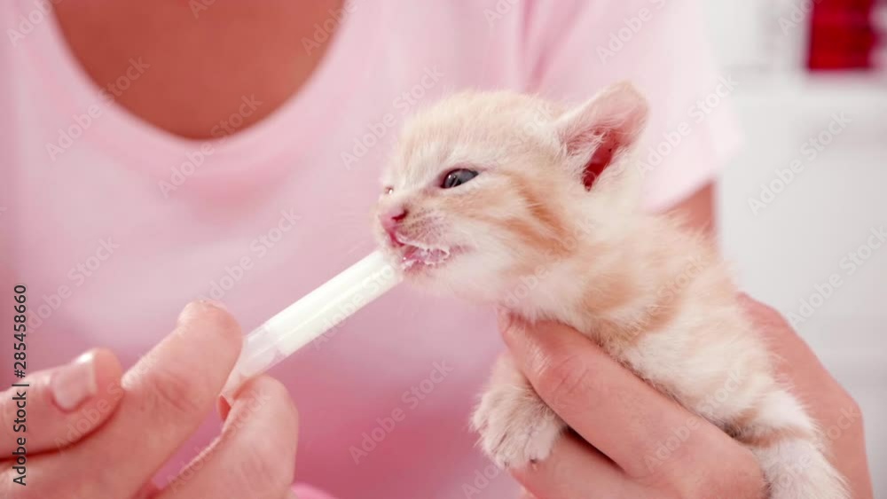 Hand feeding a cute orphaned baby kitten - young ginger tabby cat ...