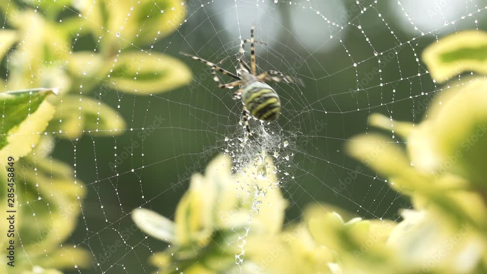 Argiope bruennichi Coming to stabilimentum. wasp spider striking yellow ...