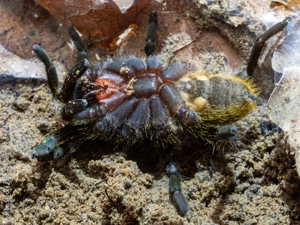 African Baboon Spider