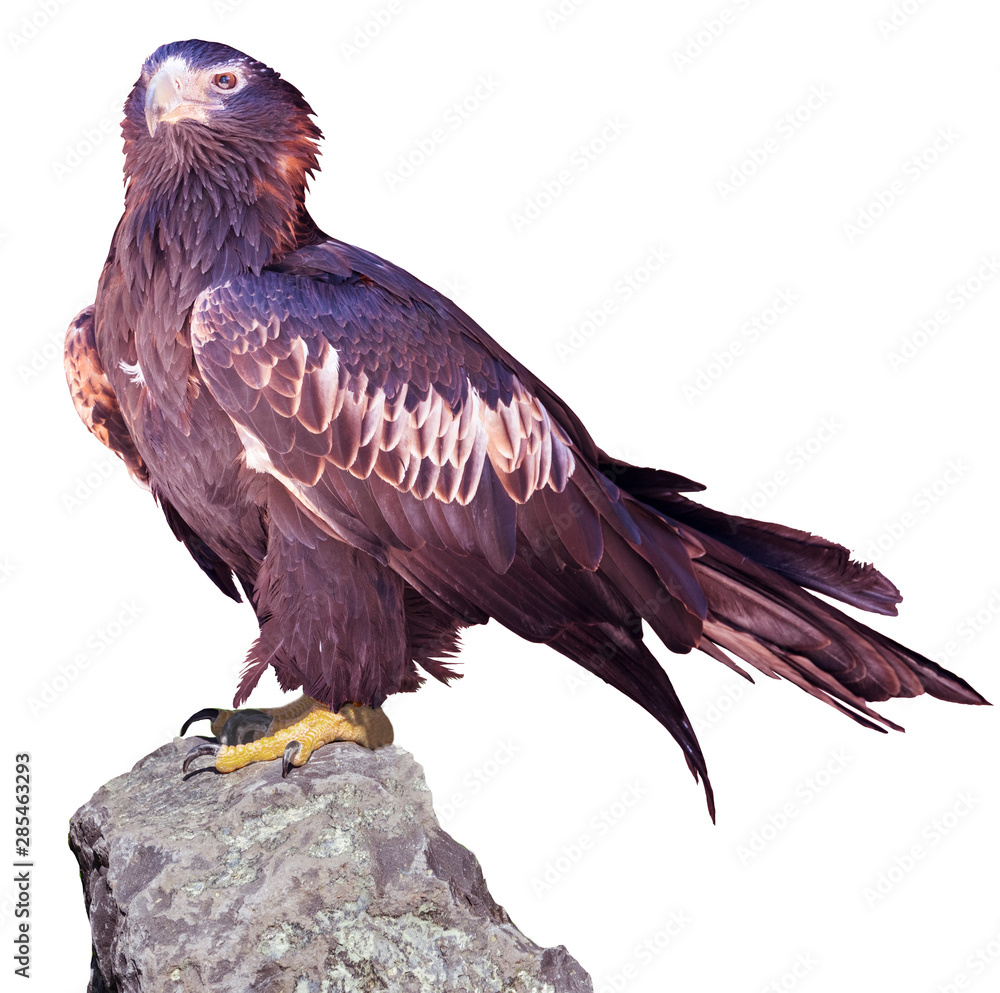 Majestic wedge-tailed eagle (Aquila audax) . The largest Australian ...