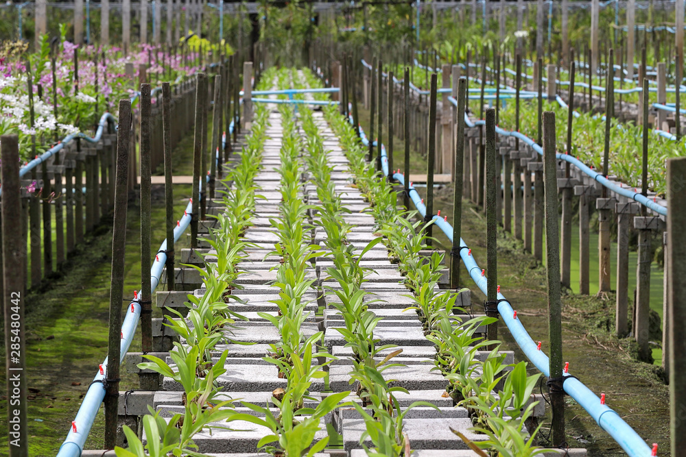 Orchid Flower Plantation In Sri Lanka | Best Flower Site