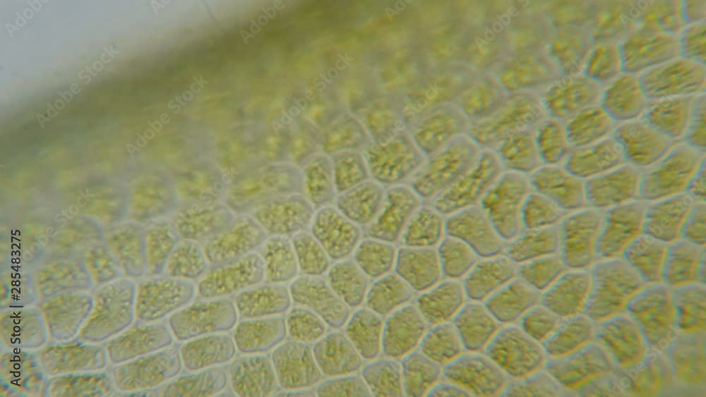 Green Plant Cells Under Microscope. Chloroplasts in Plant Cells ...