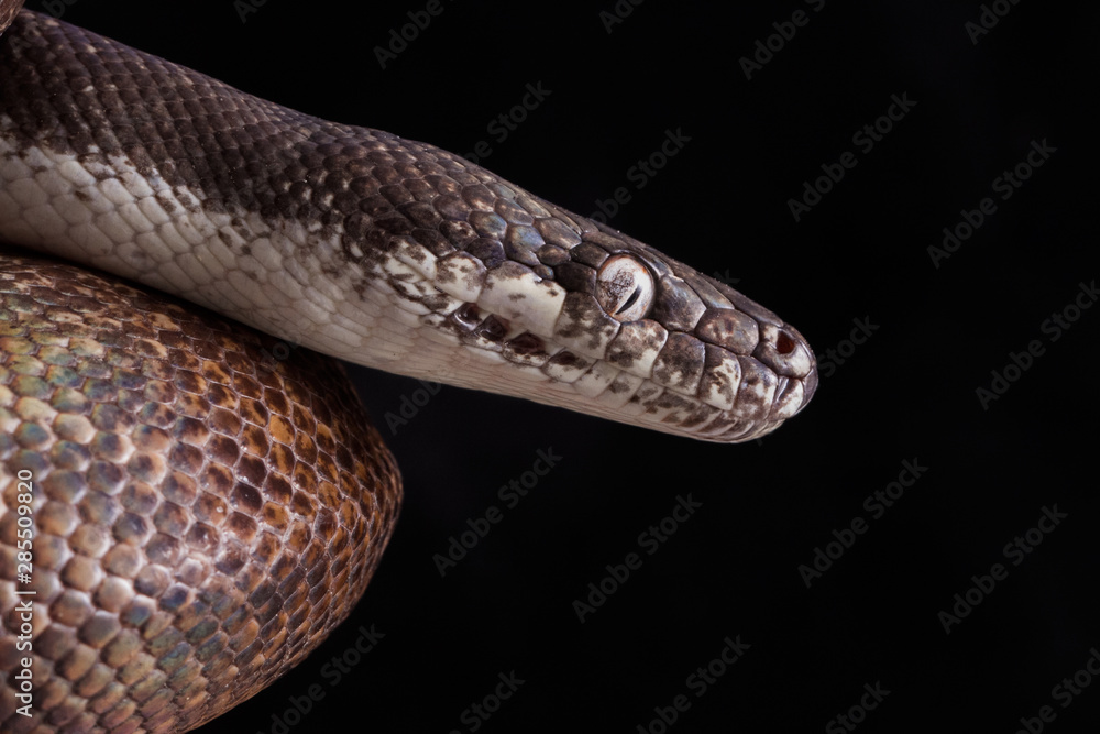 white-eyed python (Liasis mackloti savuensis) is a python species found ...