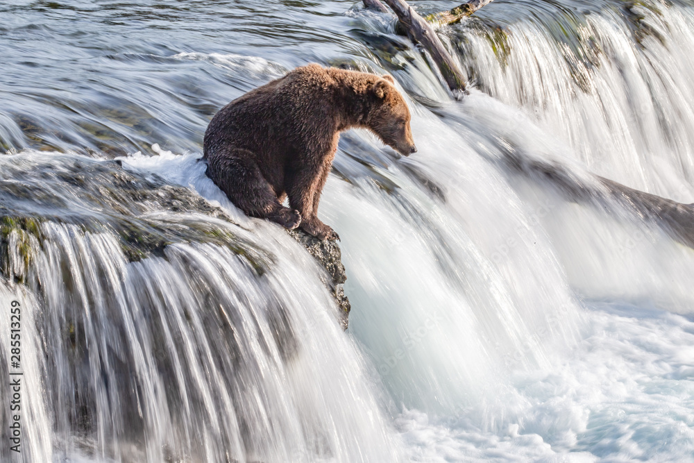 Young grizzly bear sits at top of waterfall motion blur Stock Photo ...