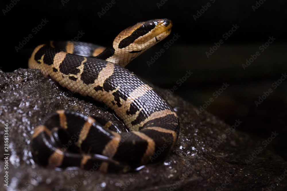 Common Puff-faced Water Snake (Homalopsis buccat), banded water snake ...