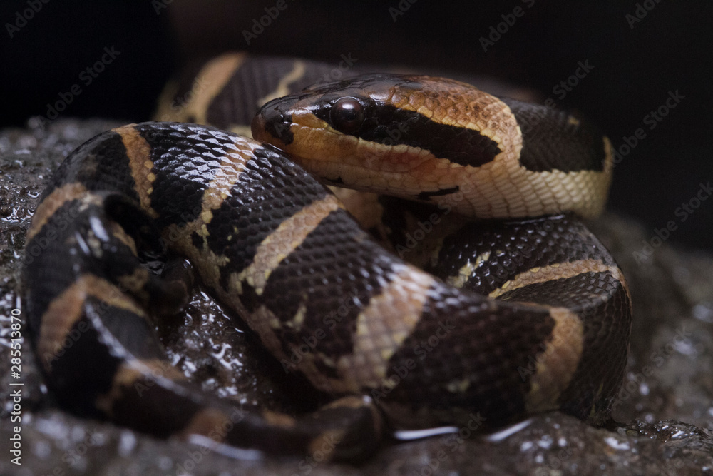 Common Puff-faced Water Snake (Homalopsis buccat), banded water snake ...