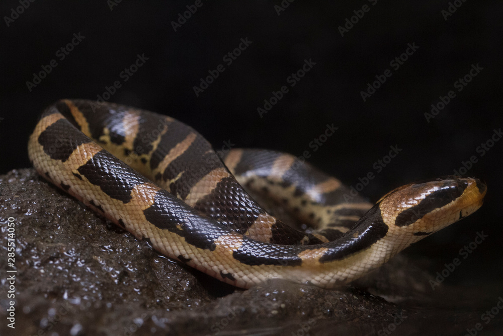 Common Puff-faced Water Snake (Homalopsis buccat), banded water snake ...