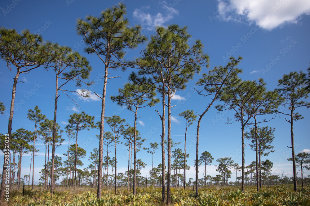 Pine Flatwoods in Central Florida Stock Photo | Adobe Stock