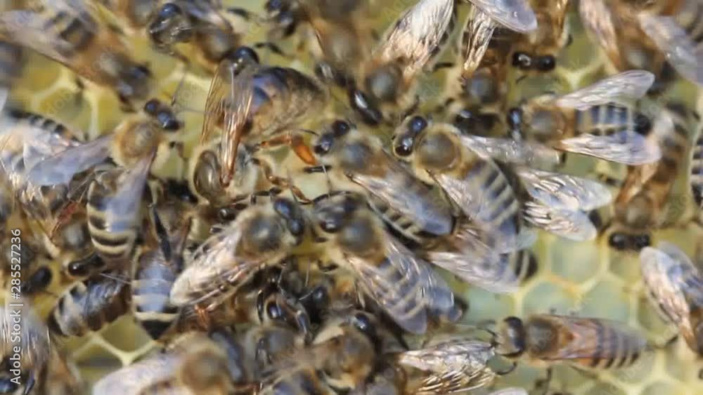 Queen bee lay eggs in the honeycomb Beginning of work of the young ...