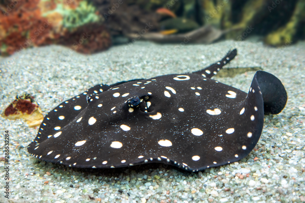 Xingu River ray, White-blotched river stingray ,Potamotrygon leopoldi ...