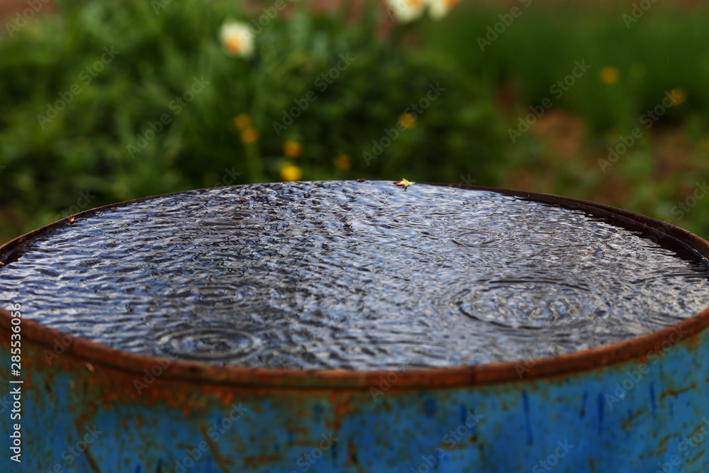 Blue rusty water barrel on a green background in the garden. Raindrops ...