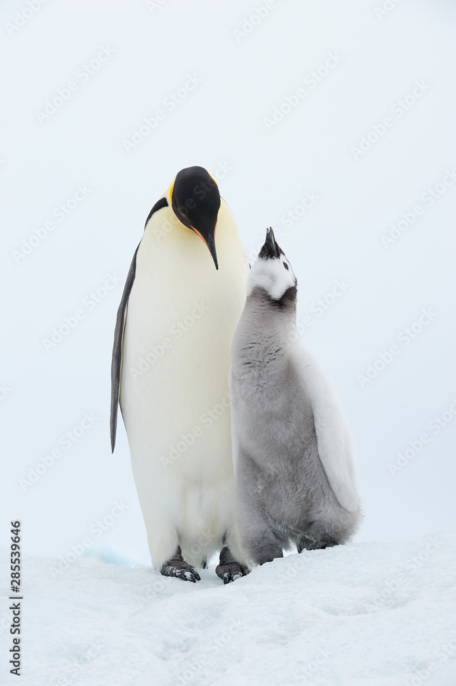Emperor Penguin with chick Stock Photo | Adobe Stock