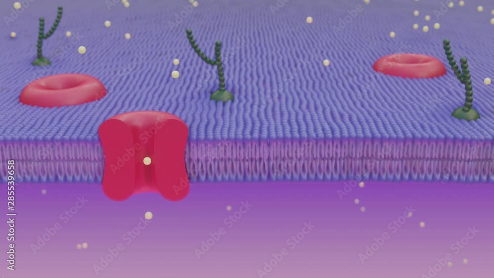 Human cell membrane in red and blue showing transmembrane proteins. 3d ...