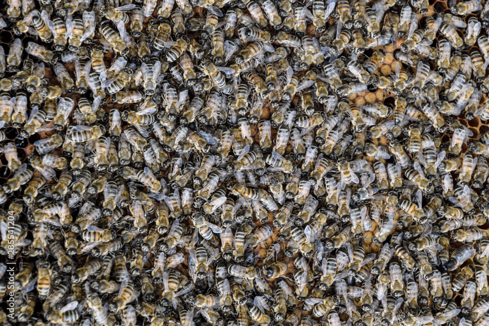 A dense cluster of swarms of bees in the nest. Working bees, drones and ...