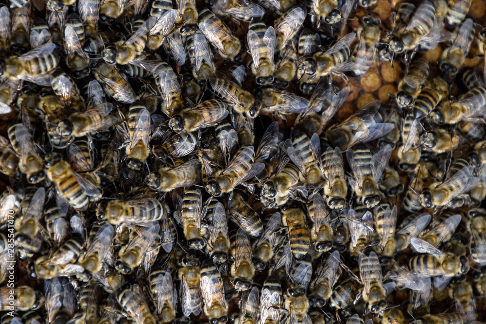 A dense cluster of swarms of bees in the nest. Working bees, drones and ...