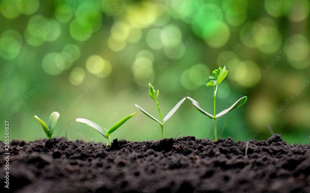 Small trees of different sizes on a green background, the concept of ...