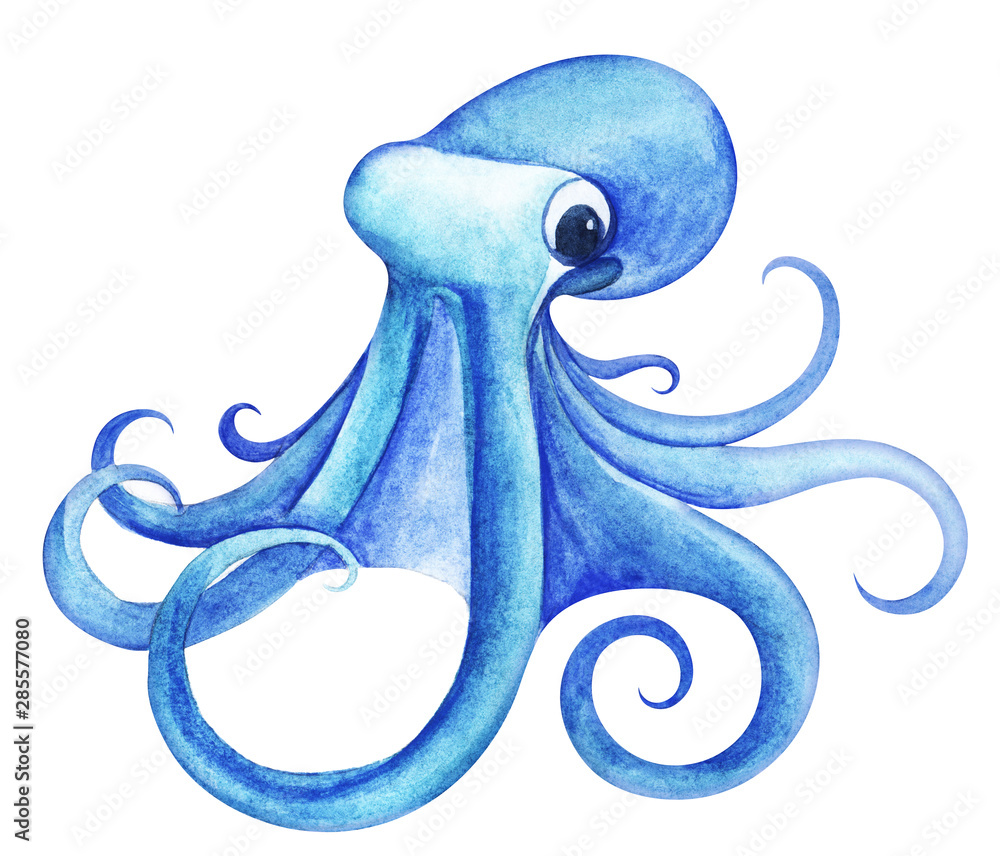 Elegant Octopus Sketch