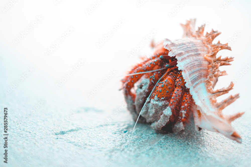 Red crab lives using shells to make houses, hermit crabs on the sandy ...