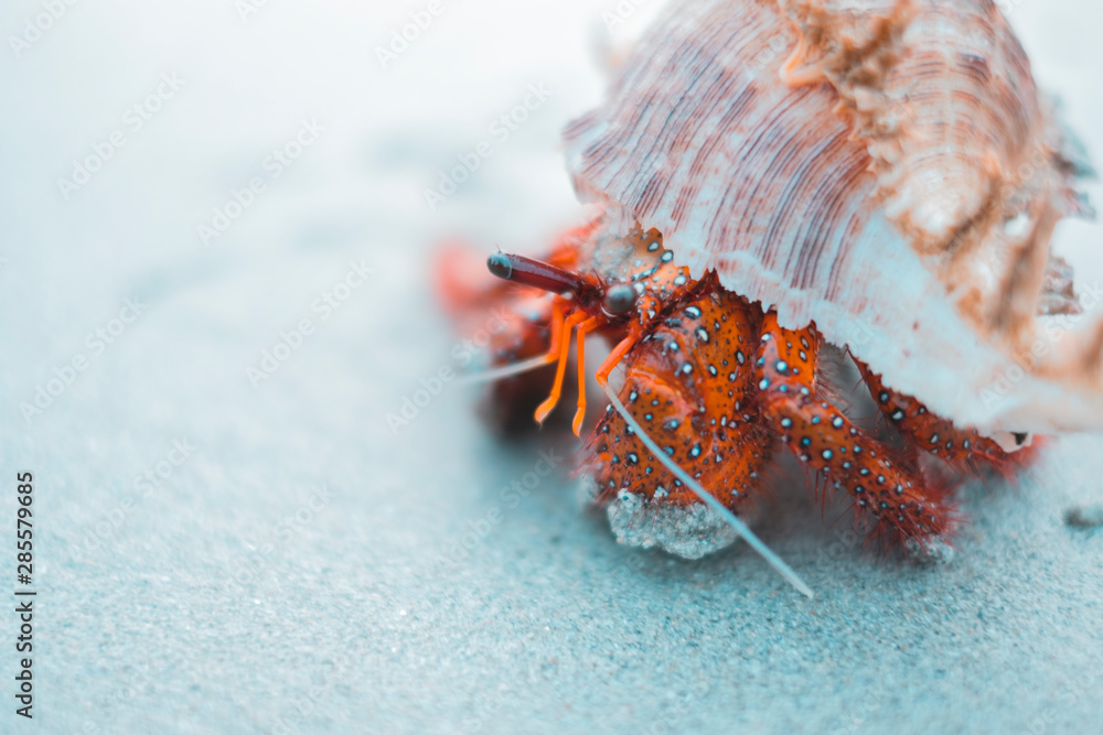 Red crab lives using shells to make houses, hermit crabs on the sandy ...