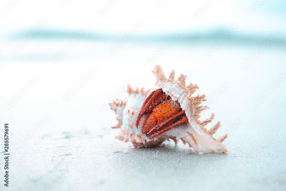 Fotografia do Stock: Red crab lives using shells to make houses, hermit ...