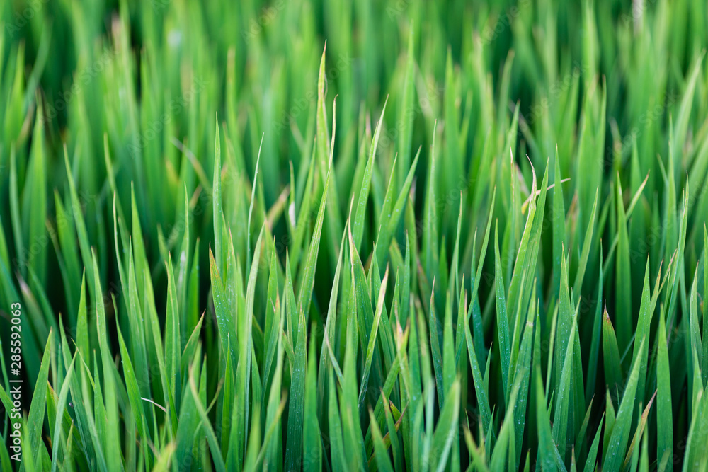 Green grass texture background, Green lawn, Backyard for background ...