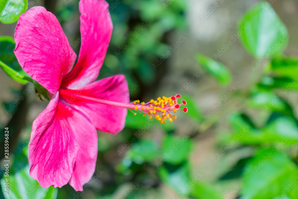 Hibiscus rosa-sinensis or China rose flower showing all four whorls ...