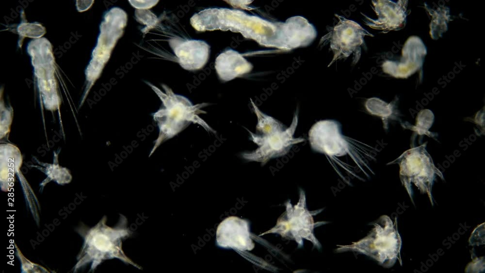 Black Sea plankton and zooplankton under a microscope, the diversity of ...
